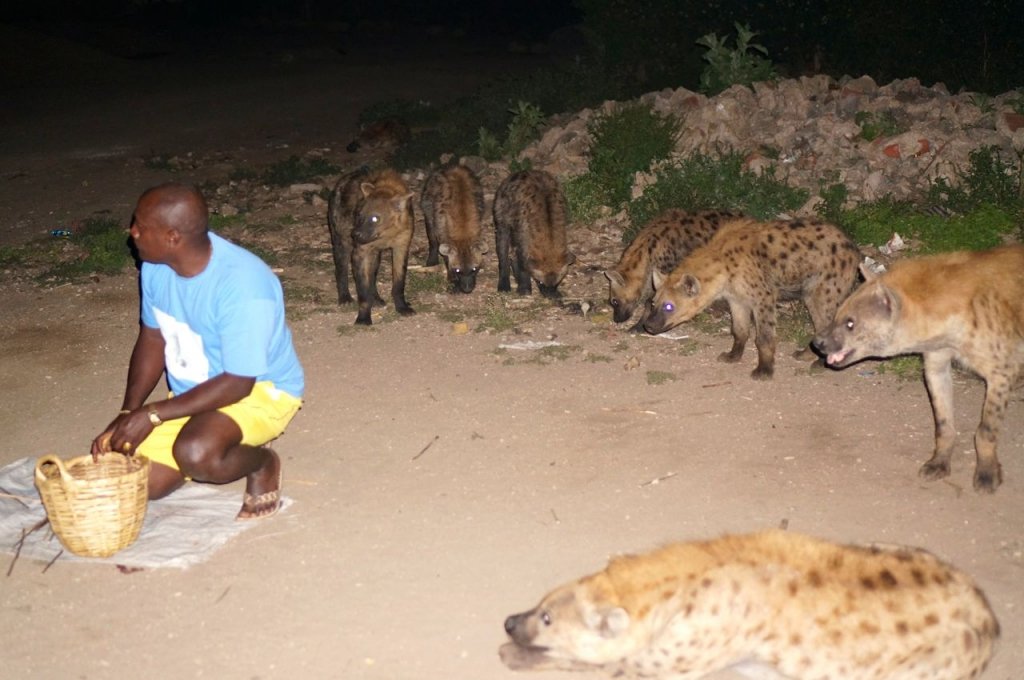 How to Feed Wild Hyenas in Harar - Ethiopia Travel - Backpackingman