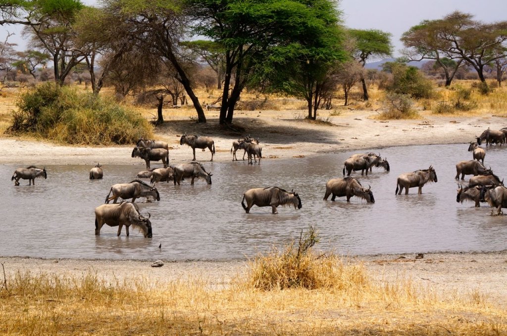Tarangire National Park in Tanzania: An Elephants Paradise