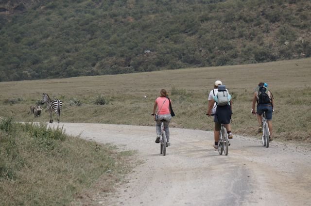 cycling with zebra - Backpackingman