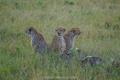 East African Wildlife (What To Look Out For On Safari)