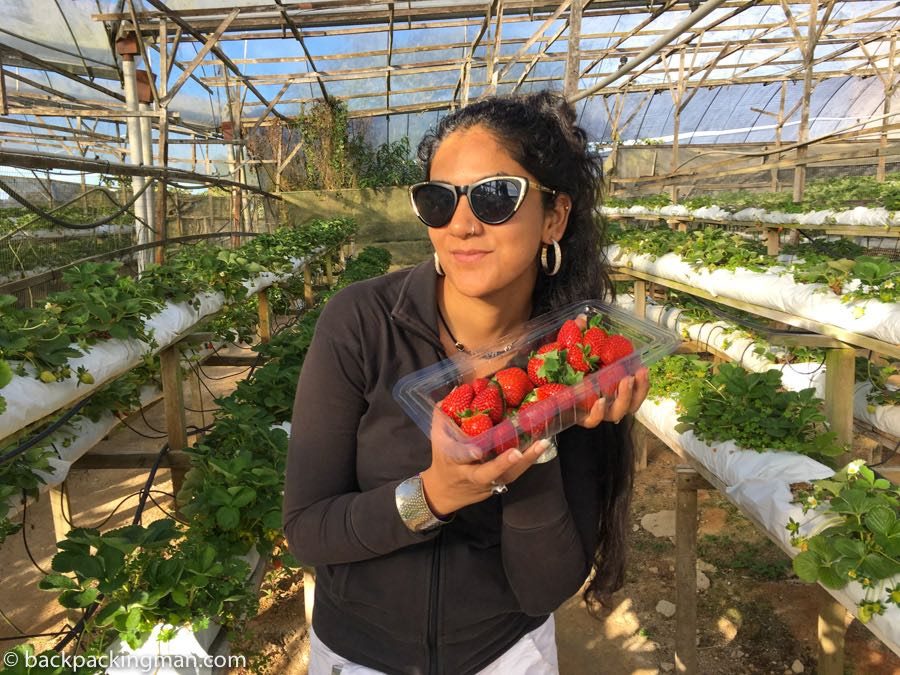 3 Best Things To Do In The Cameron Highlands In One Day