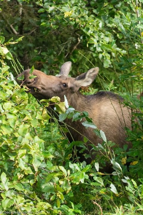 kenai-peninsula-moose - Backpackingman