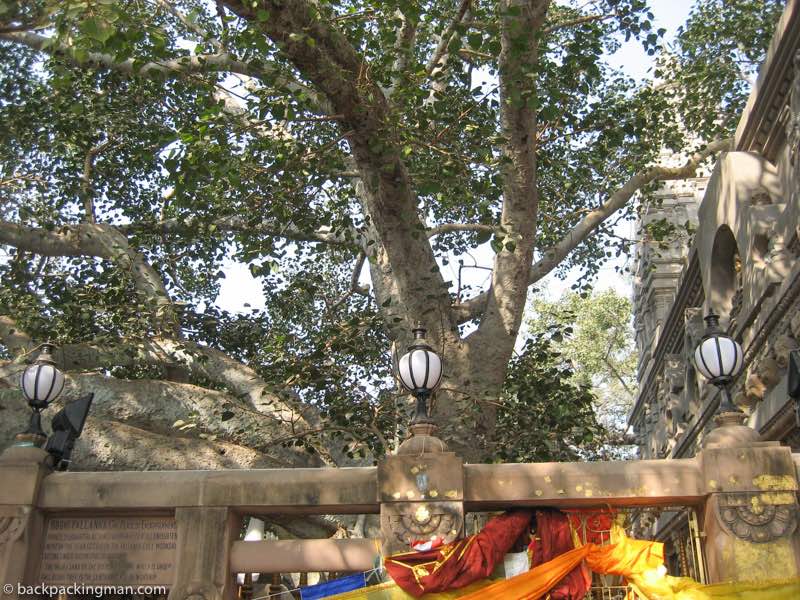 bodh-gaya-tree-bodhi-tree - Backpackingman