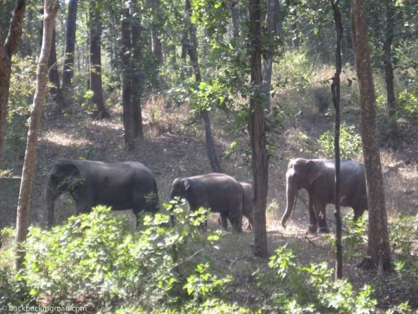 Kanha Tiger Reserve (The Best Wildlife Adventure in India)