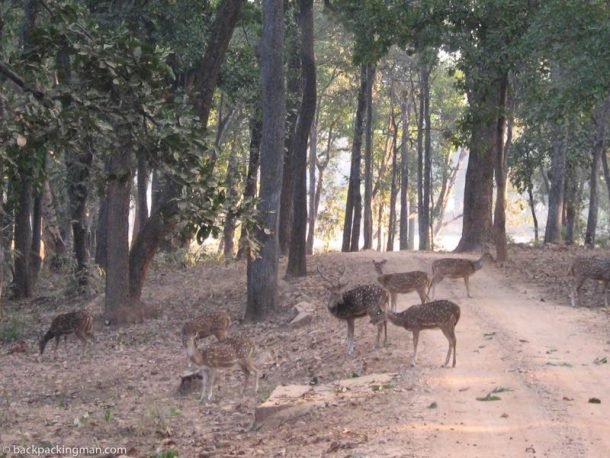 Kanha Tiger Reserve (The Best Wildlife Adventure in India)