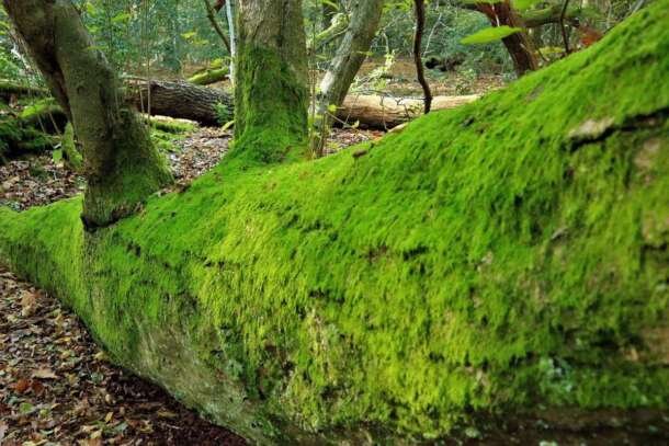 10 Best Epping Forest Walks To Do - Backpackingman