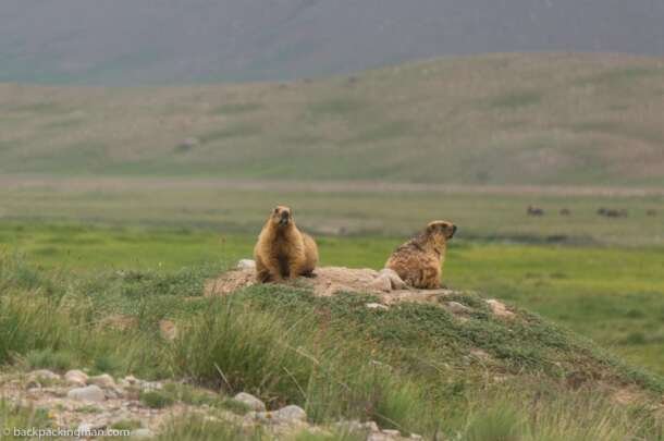 Visiting Deosai National Park in Pakistan - Backpackingman