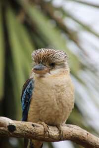 10 Best Documentaries About Australia To Watch