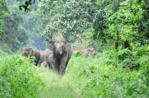 The Wildlife Conservation Efforts In India