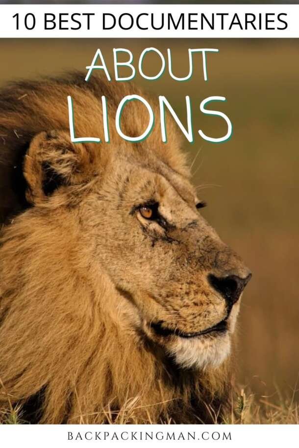10 Best Documentaries About Lions - Backpackingman