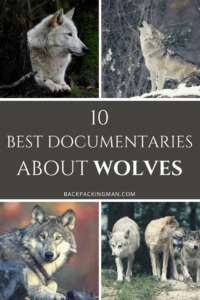 10 Best Documentaries About Wolves To Watch