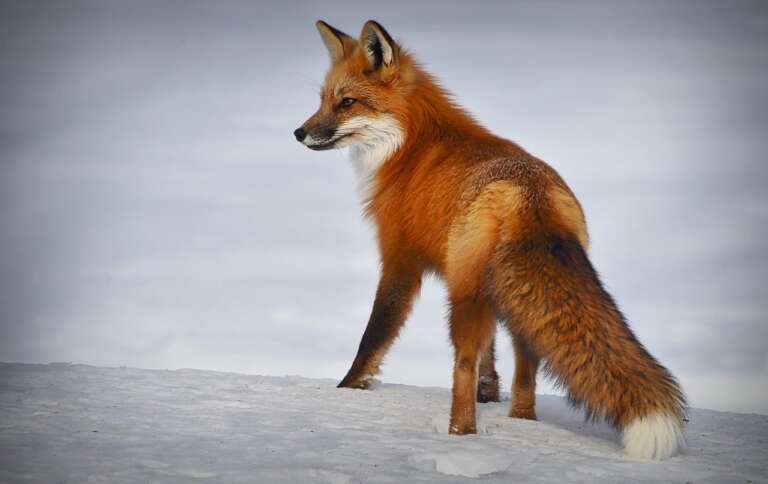 15 Fun Facts About Foxes - Backpackingman
