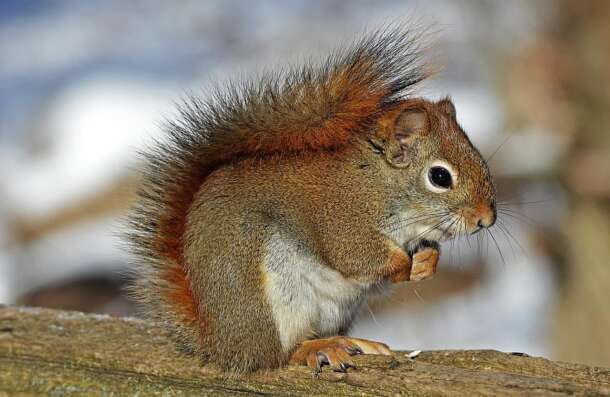 15 Interesting Facts About Squirrels - Backpackingman