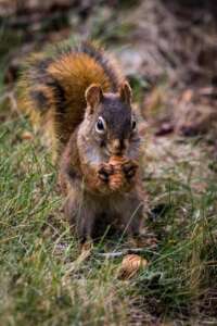 15 Interesting Facts About Squirrels - Backpackingman
