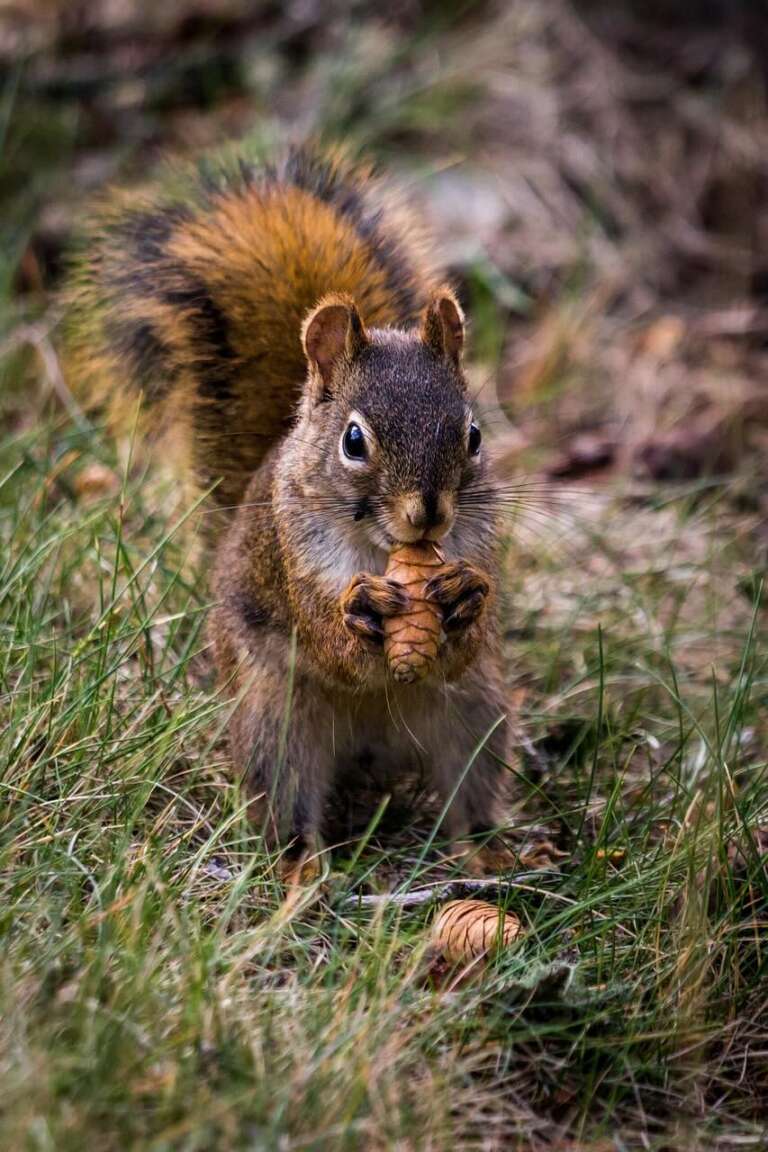 15 Interesting Facts About Squirrels - Backpackingman