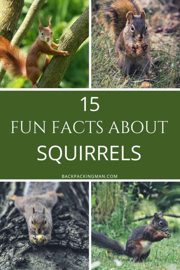 15 Interesting Facts About Squirrels - Backpackingman
