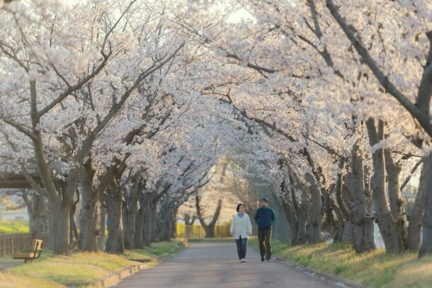 5 Reasons To Visit Japan In Spring - Backpackingman