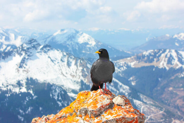 Top 10 Birds of The Alps To See - Backpackingman