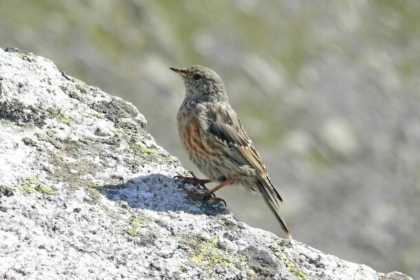 Top 10 Birds of The Alps To See - Backpackingman