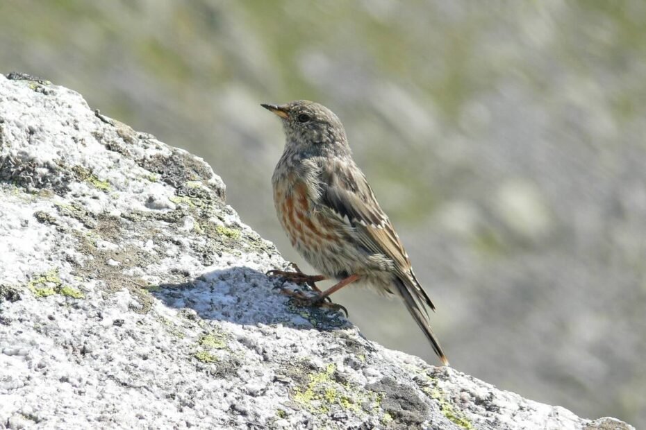 Top 10 Birds of The Alps To See - Backpackingman