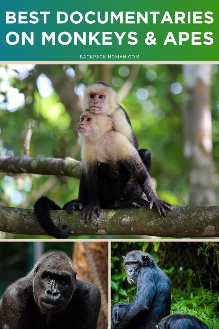7 Best Documentaries About Monkeys and Apes - Backpackingman